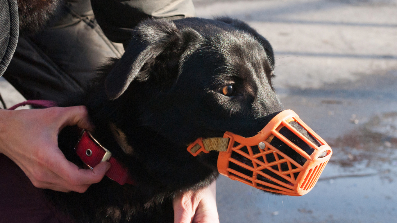 Top Muzzles in Australia: Choosing the Right Fit for Your Pet - ACES AU