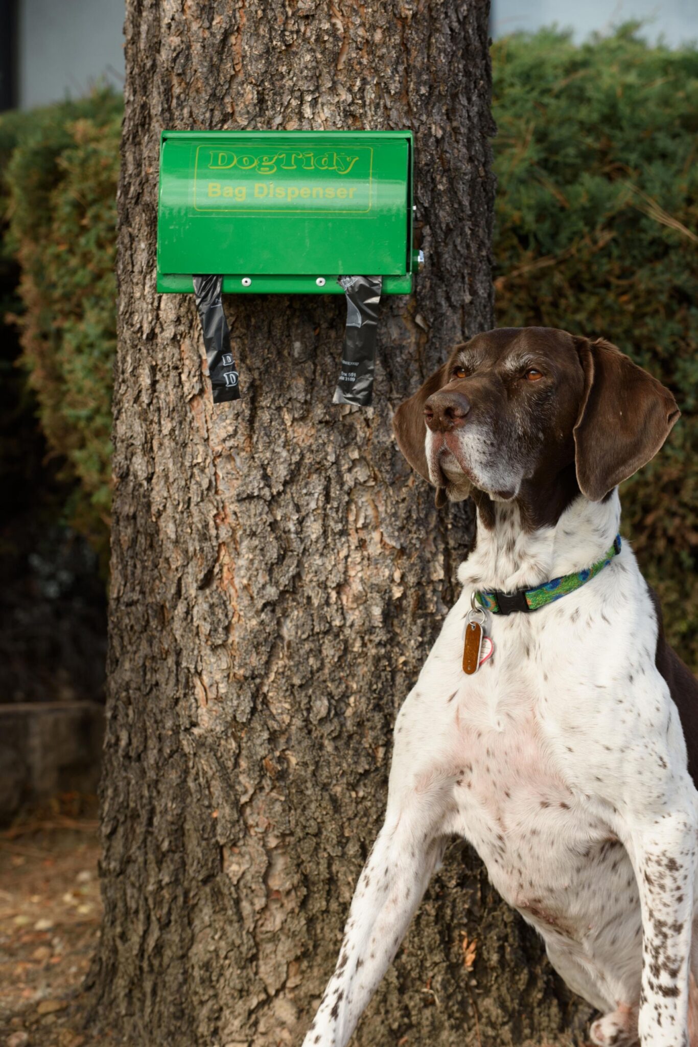 Dog Tidy Bags - ACES AU