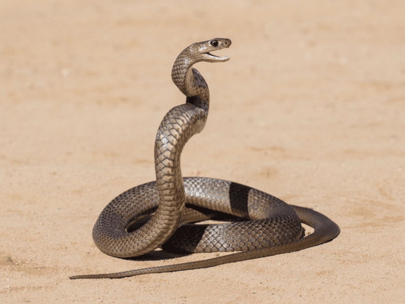 Australia's Top 10 Most Deadly Snakes - ACES AU